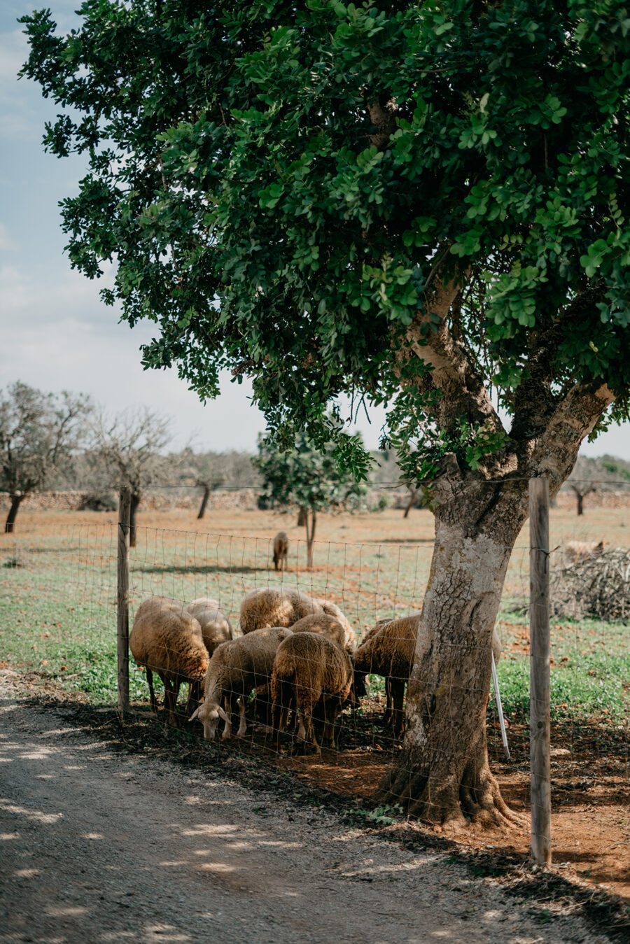 Die einheimische Textilkünstlerin Adriana Meunié - Das Leben auf Mallorca